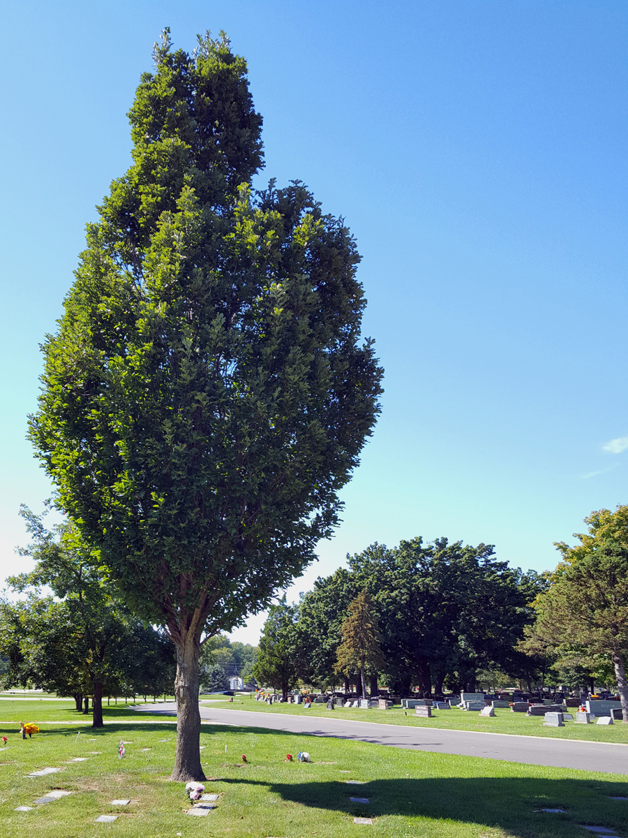 Ware’s Oak – Oak Ridge Cemetery Trees