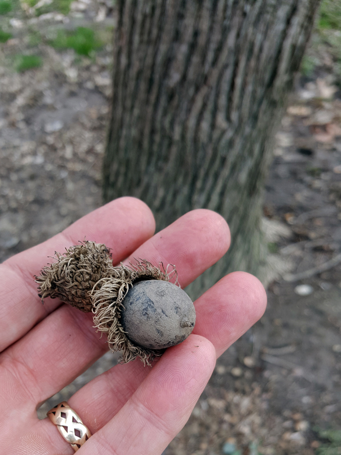 Bebb Hybrid Oak – Oak Ridge Cemetery Trees