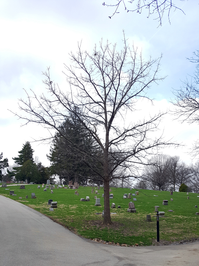 Bebb Hybrid Oak – Oak Ridge Cemetery Trees