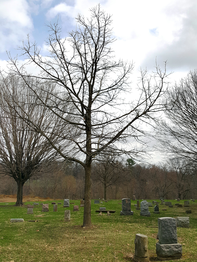Bebb Hybrid Oak – Oak Ridge Cemetery Trees