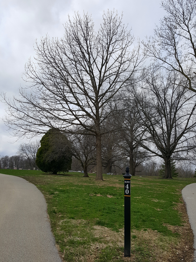Bebb Hybrid Oak – Oak Ridge Cemetery Trees