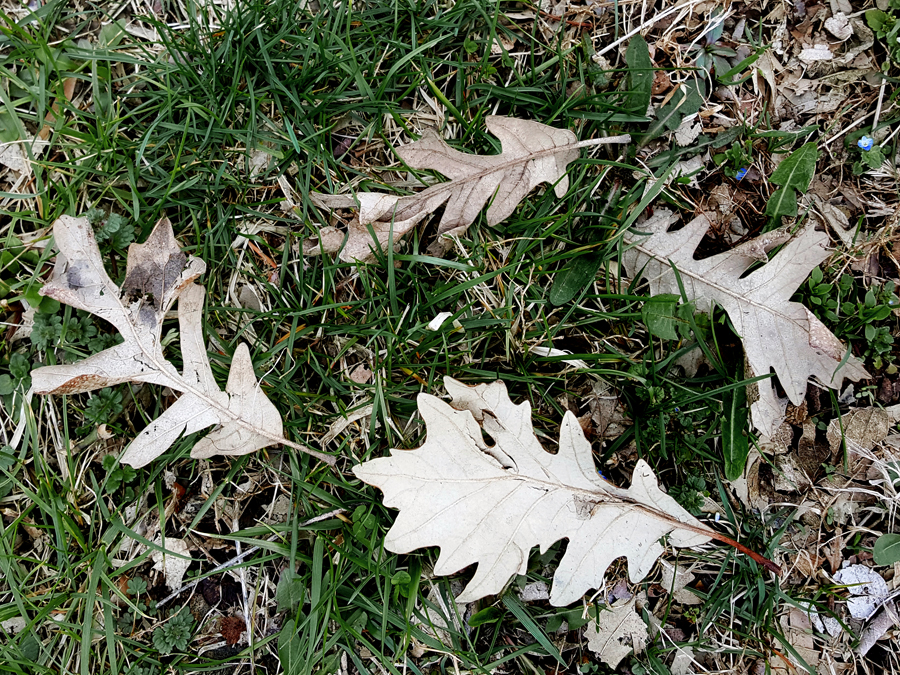 Bebb Hybrid Oak – Oak Ridge Cemetery Trees