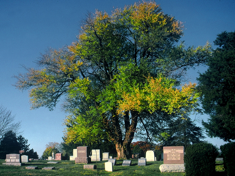 Oak Ridge Cemetery Trees